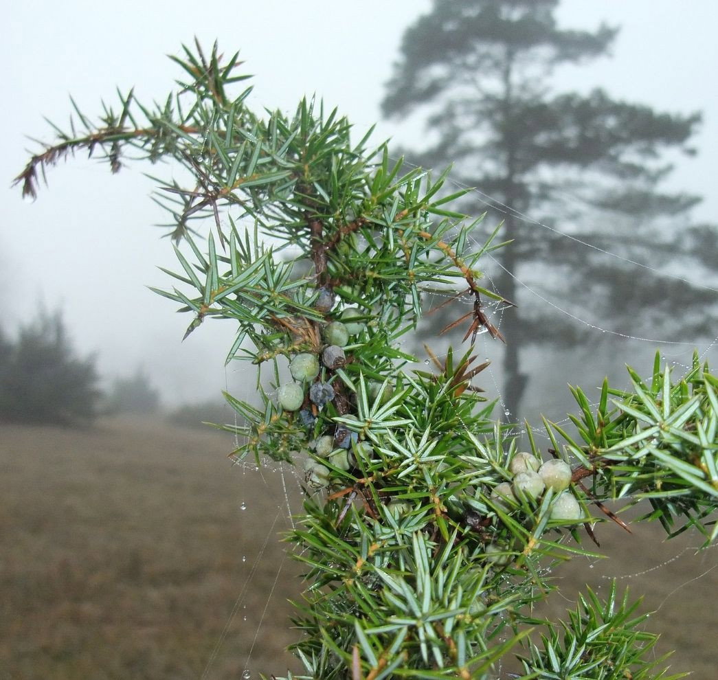 Gemeiner Wacholder - Juniperus communis günstig kaufen
