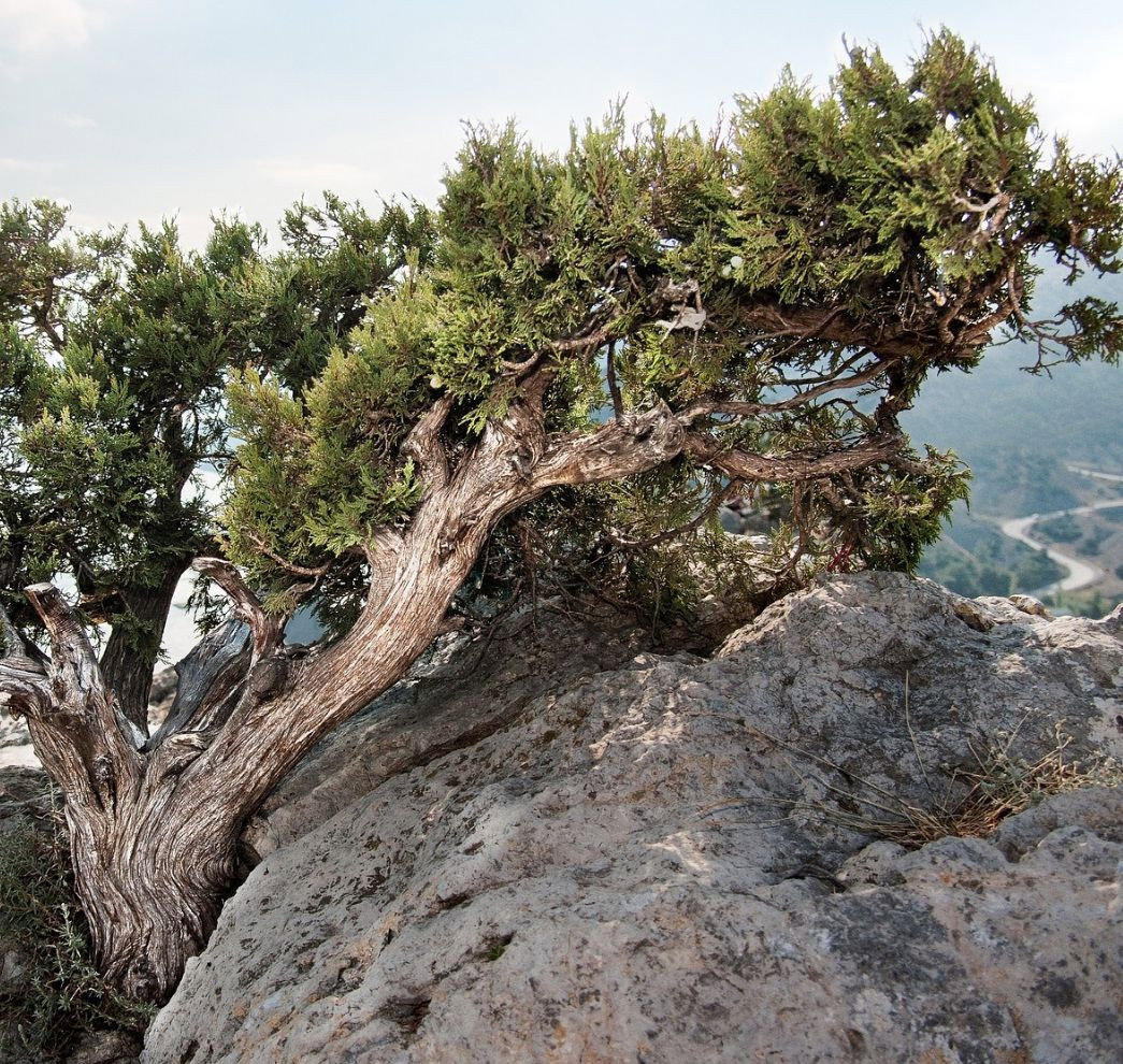 Gemeiner Wacholder - Juniperus communis günstig kaufen