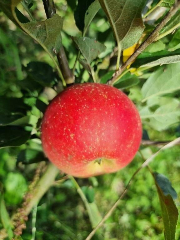 Apfel Discovery - Malus Discovery günstig kaufen