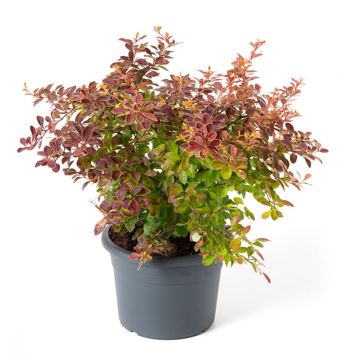 Berberitze Coral - Berberis thunbergii Coral günstig kaufen