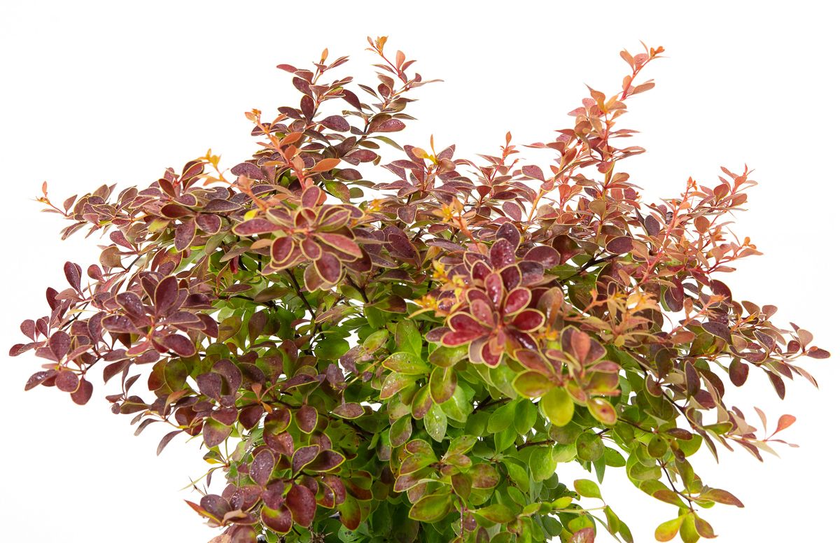 Berberitze Coral - Berberis thunbergii Coral günstig kaufen