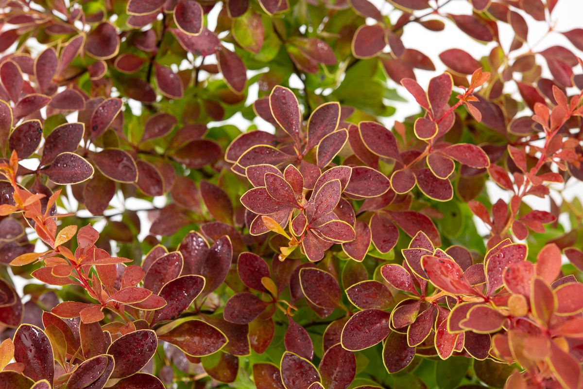 Berberitze Coral - Berberis thunbergii Coral günstig kaufen