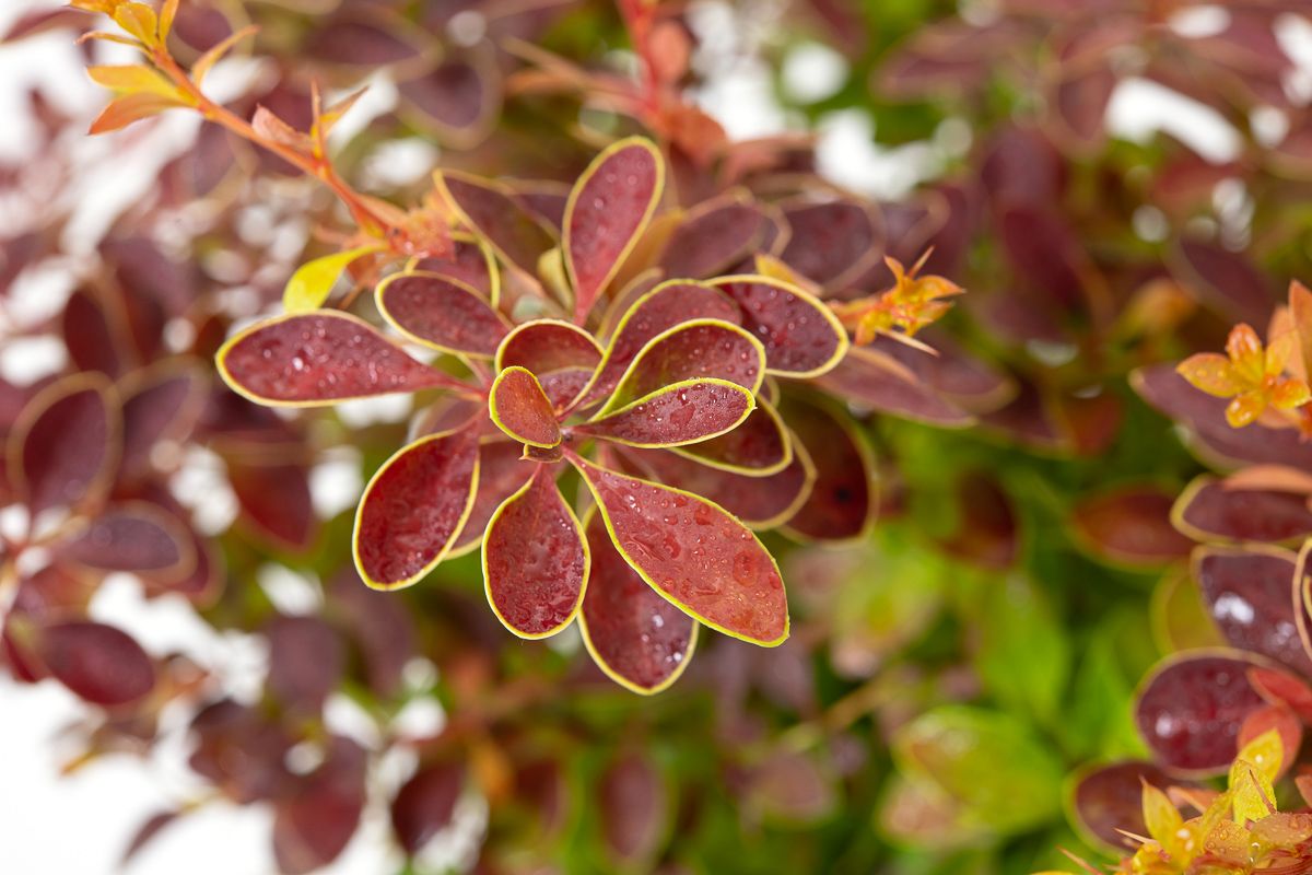 Berberitze Coral - Berberis thunbergii Coral günstig kaufen