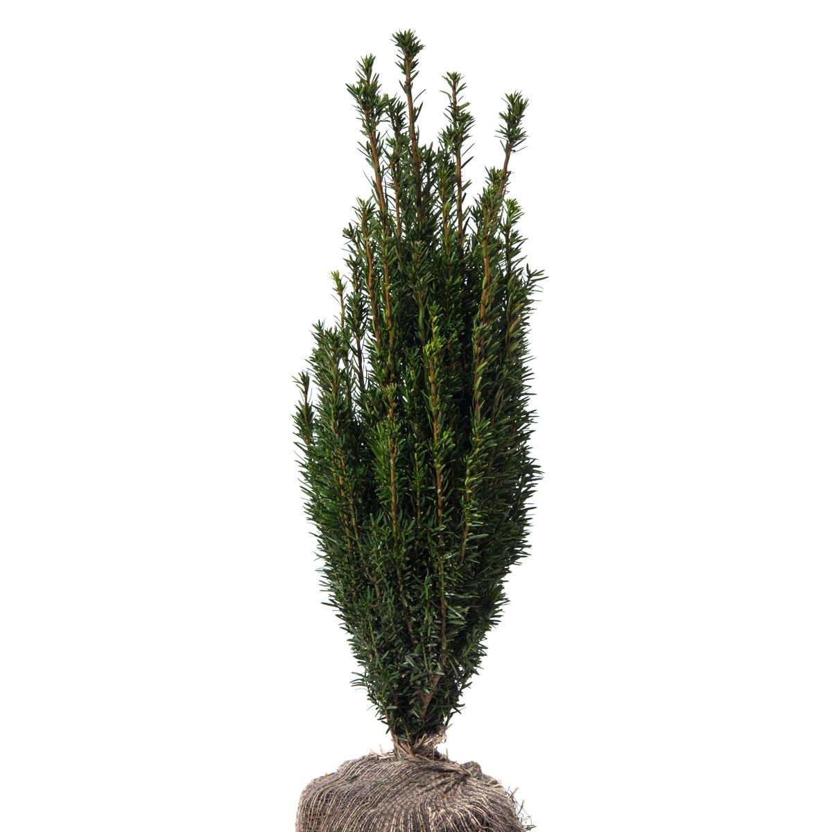 Eibe Stricta Nigra - Taxus media Stricta Nigra günstig kaufen