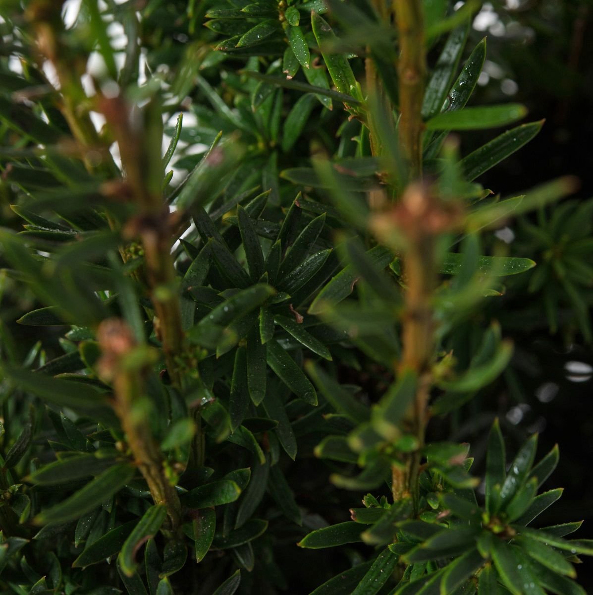 Eibe Stricta Nigra - Taxus media Stricta Nigra günstig kaufen