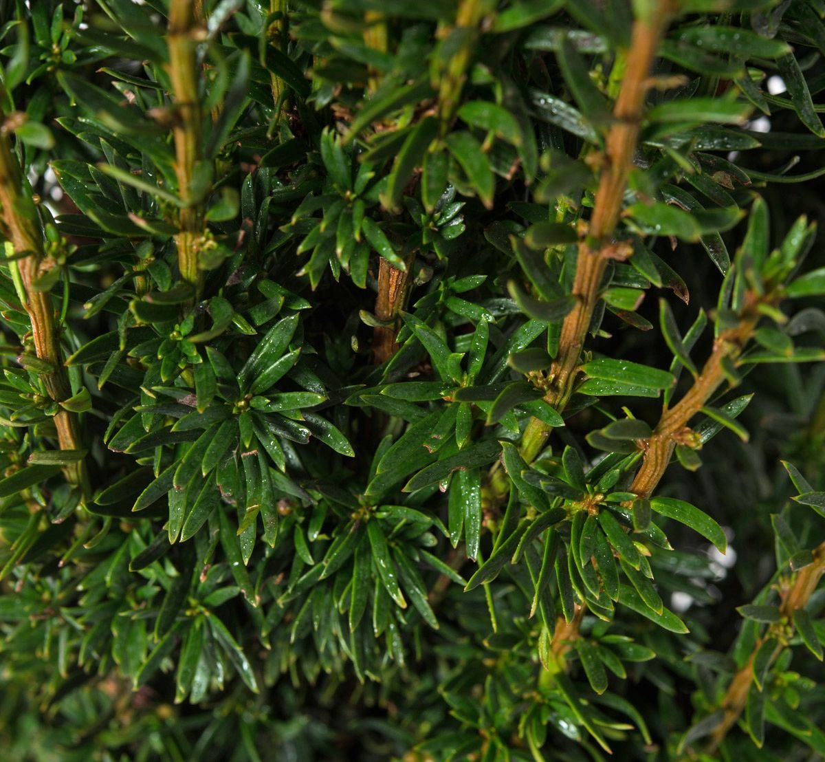 Eibe Stricta Nigra - Taxus media Stricta Nigra günstig kaufen