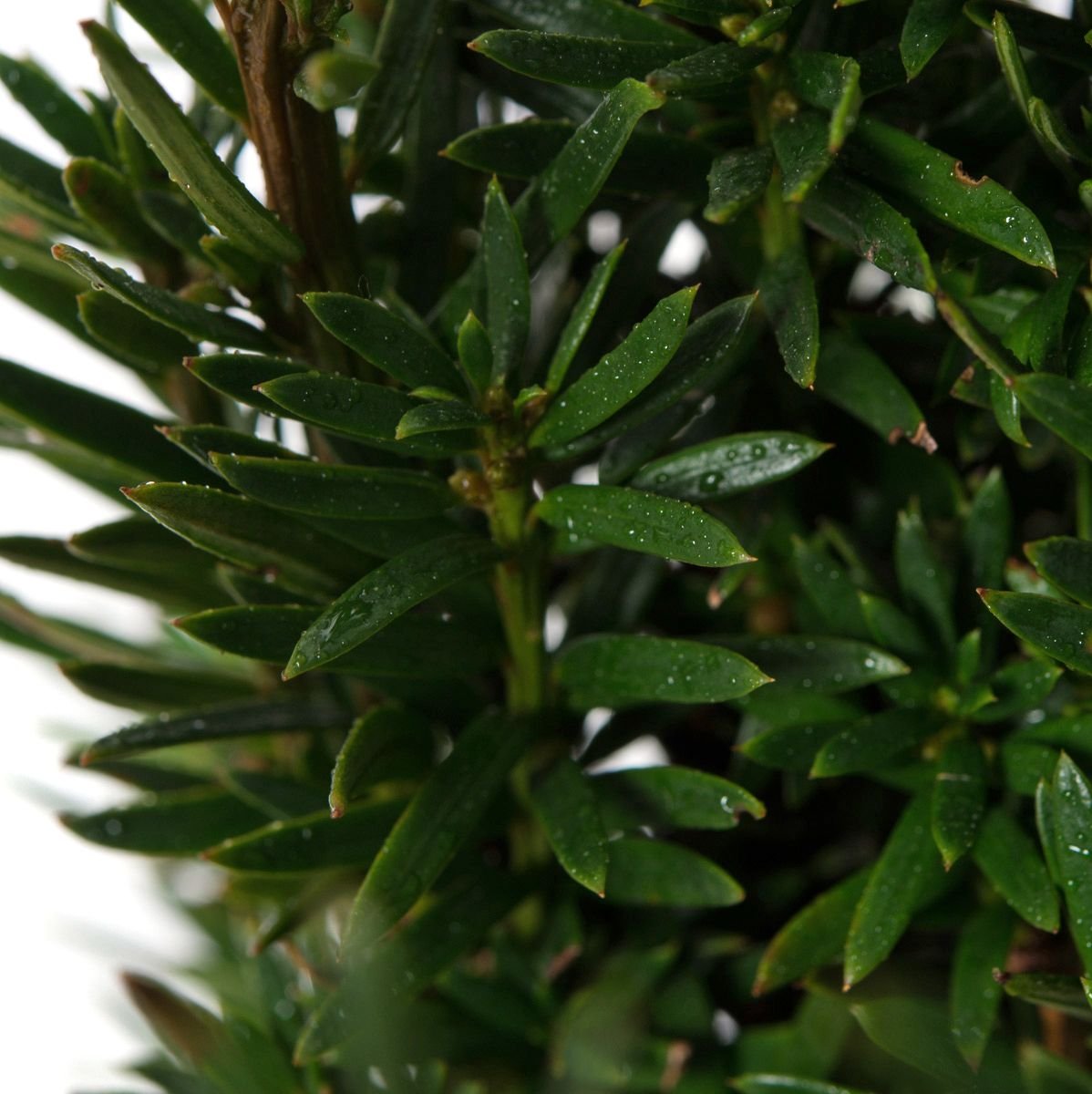 Eibe Stricta Nigra - Taxus media Stricta Nigra günstig kaufen