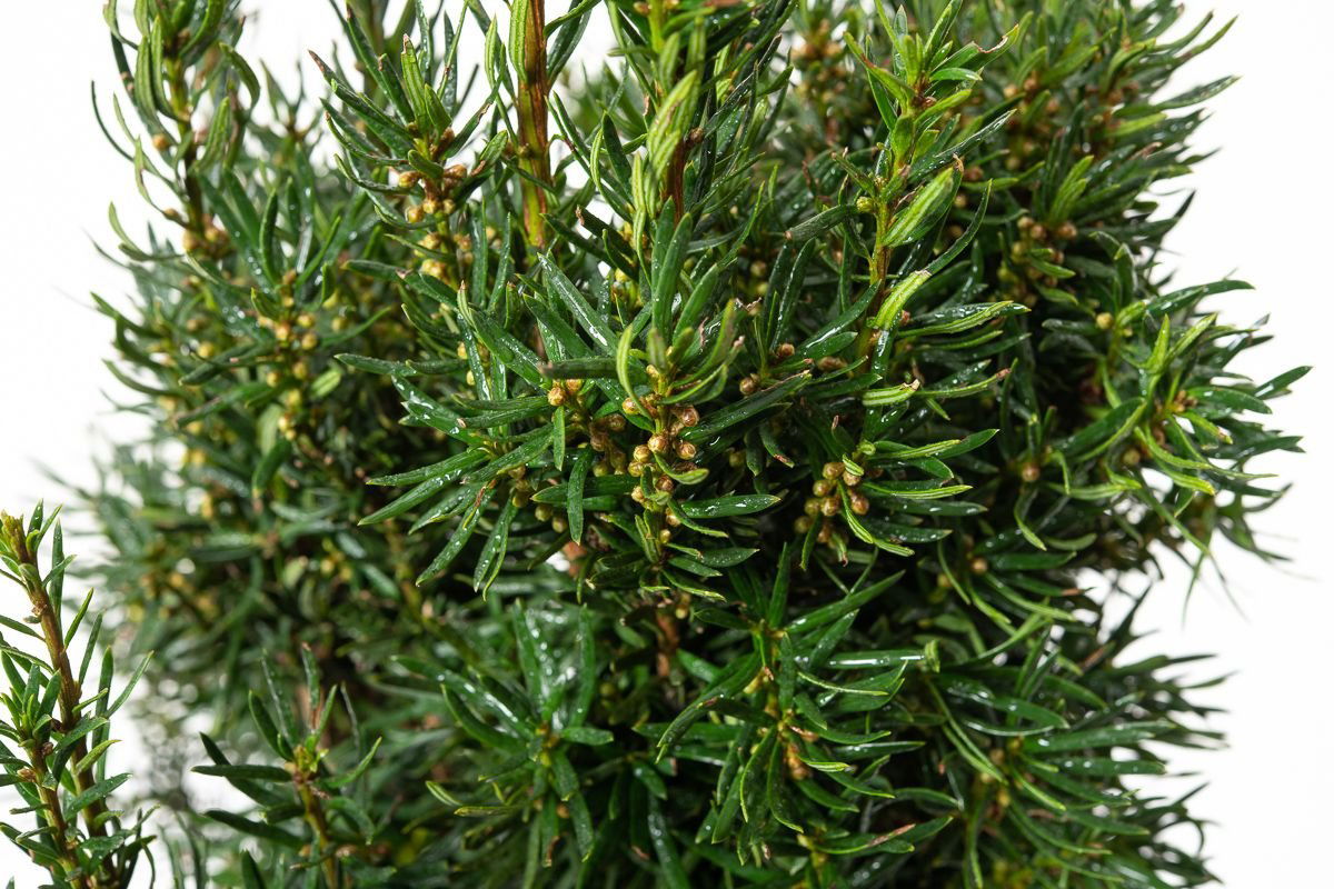 Eibe Stricta Nigra - Taxus media Stricta Nigra günstig kaufen