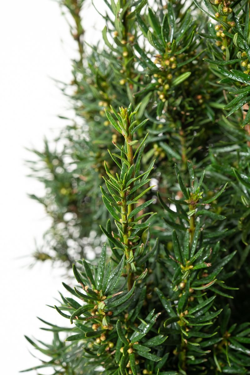 Eibe Stricta Nigra - Taxus media Stricta Nigra günstig kaufen
