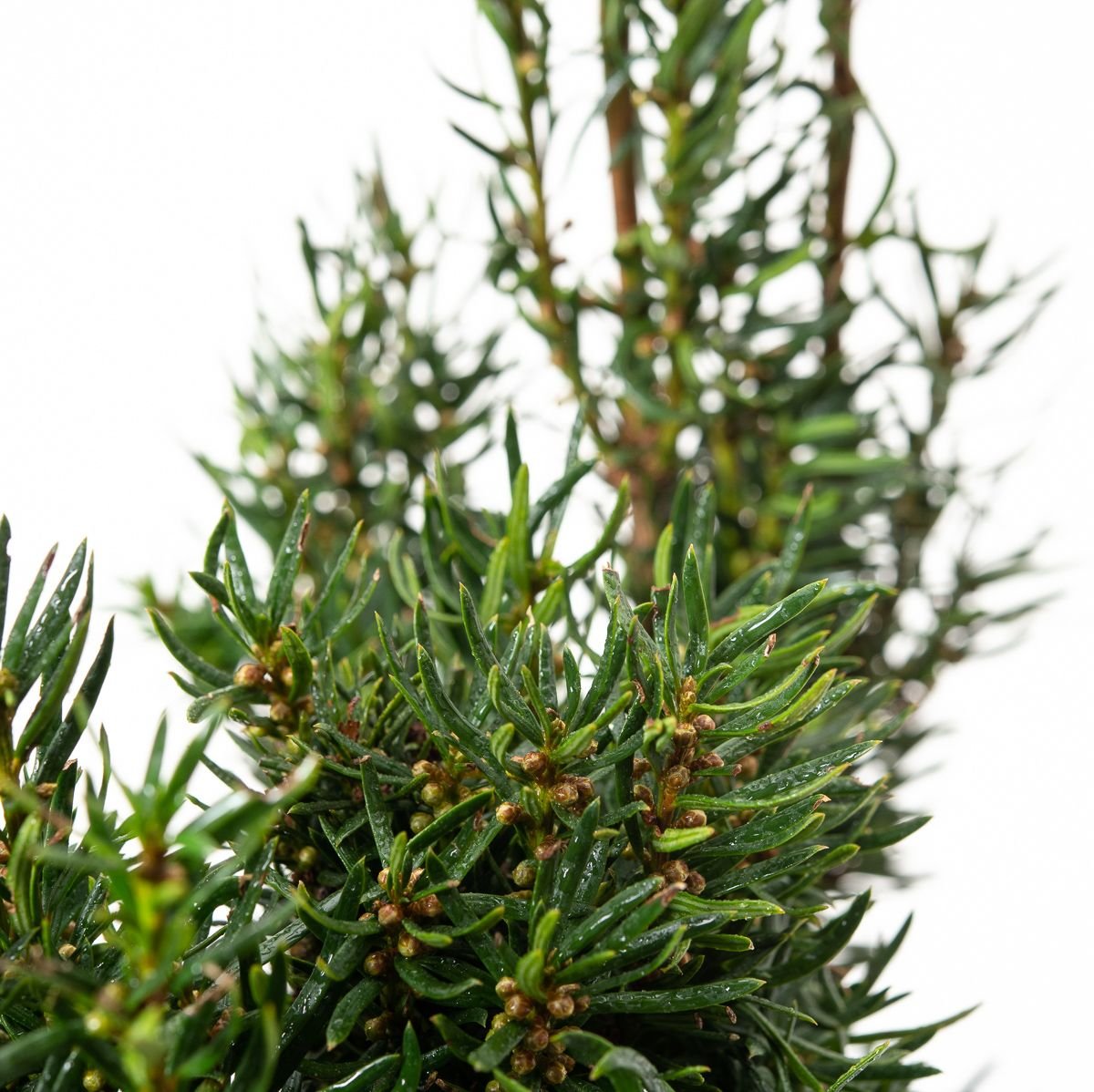 Eibe Stricta Nigra - Taxus media Stricta Nigra günstig kaufen