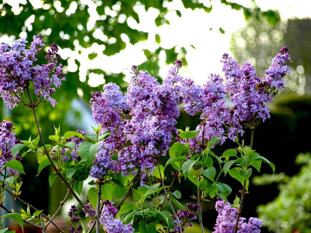 Edelflieder Lavender Lady - Syringa hyacinthiflora Lavender Lady ...