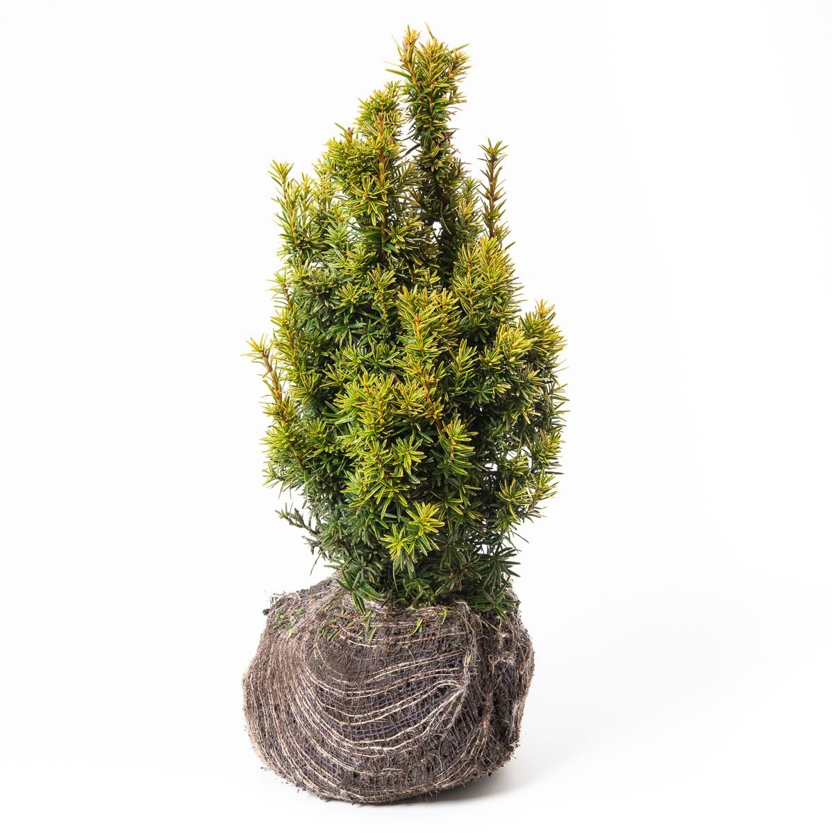 Eibe Fehn Gold - Taxus baccata Fehn Gold günstig kaufen