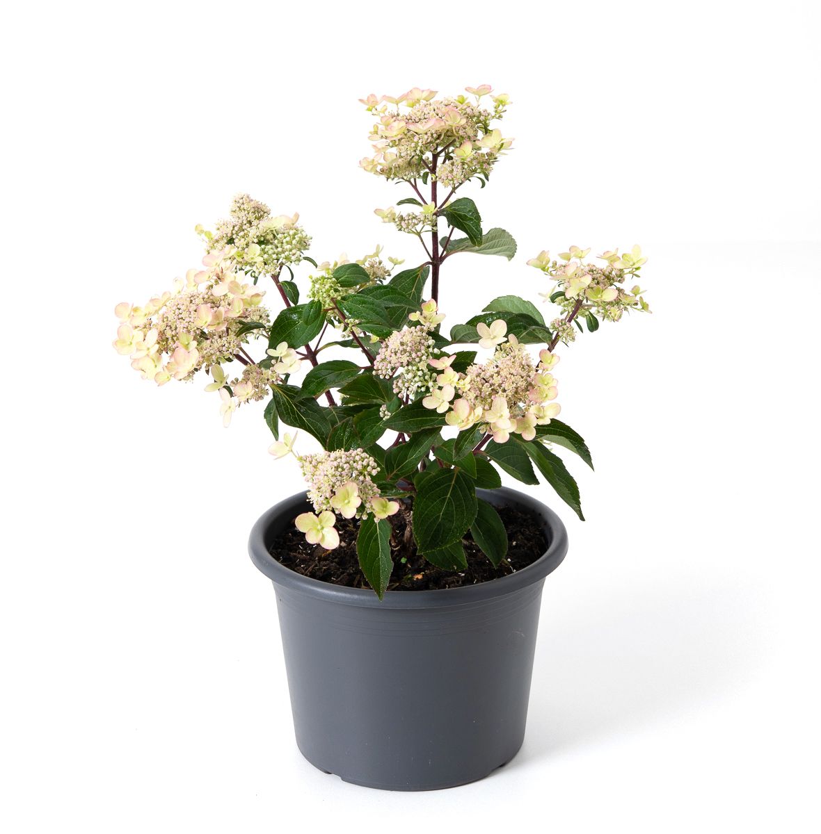 Rispenhortensie Early Harry - Hydrangea paniculata Early Harry günstig ...