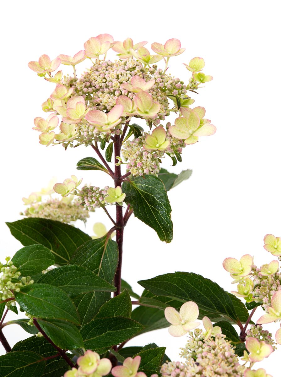 Rispenhortensie Early Harry - Hydrangea paniculata Early Harry günstig ...