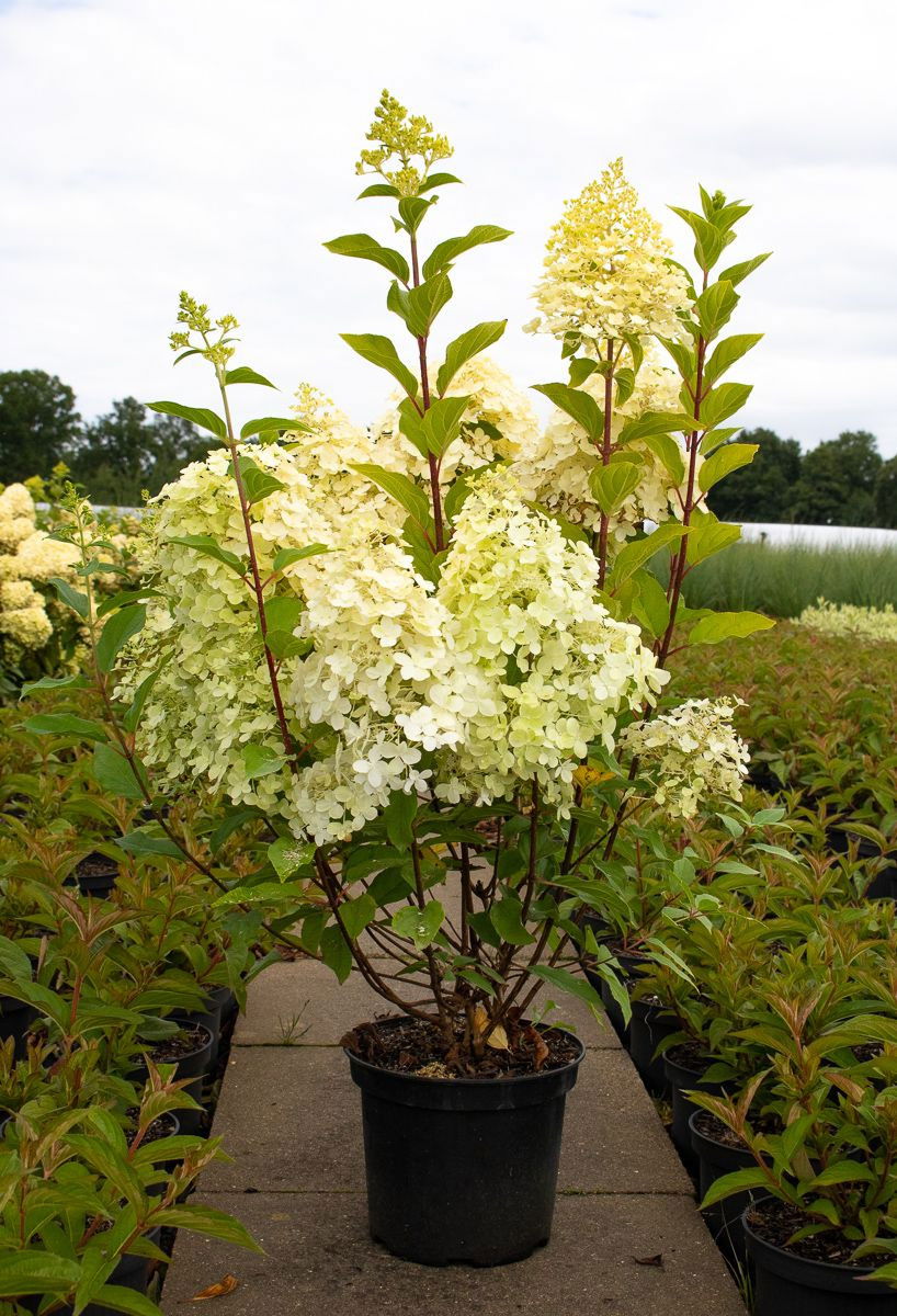 Rispenhortensie Hercules - Hydrangea paniculata Hercules günstig kaufen