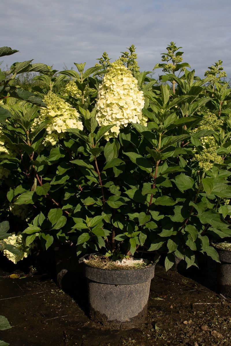 Rispenhortensie Hercules - Hydrangea paniculata Hercules günstig kaufen