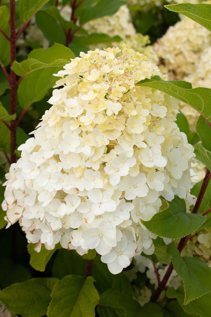 Rispenhortensie Hercules - Hydrangea paniculata Hercules günstig kaufen