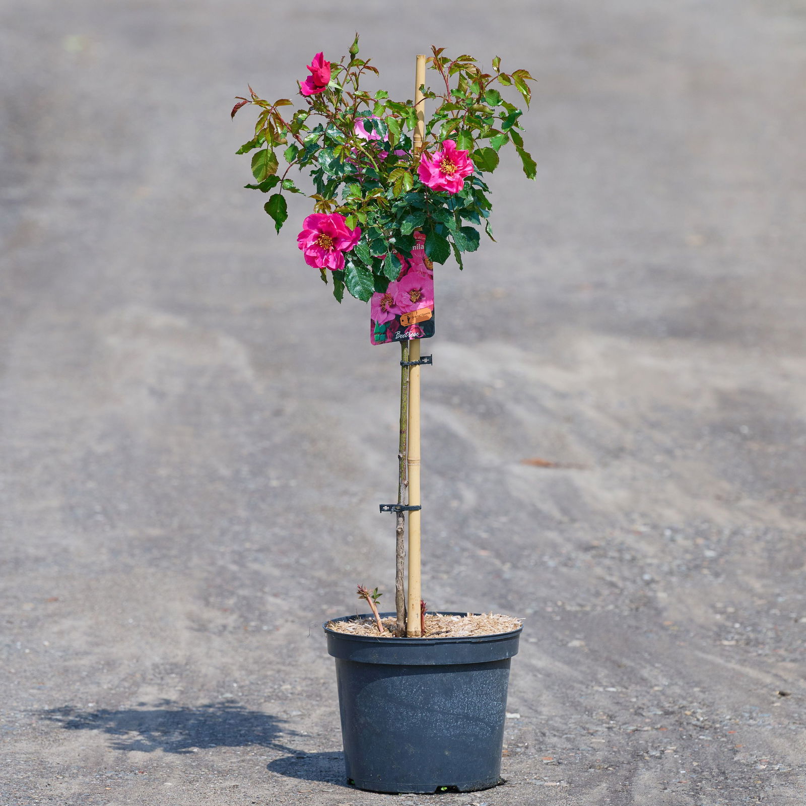 Rose Orienta® Djamila - Rosa Orienta® Djamila günstig kaufen