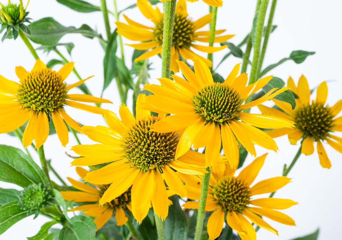 Scheinsonnenhut Kismet Yellow - Echinacea purpurea Kismet Yellow ...