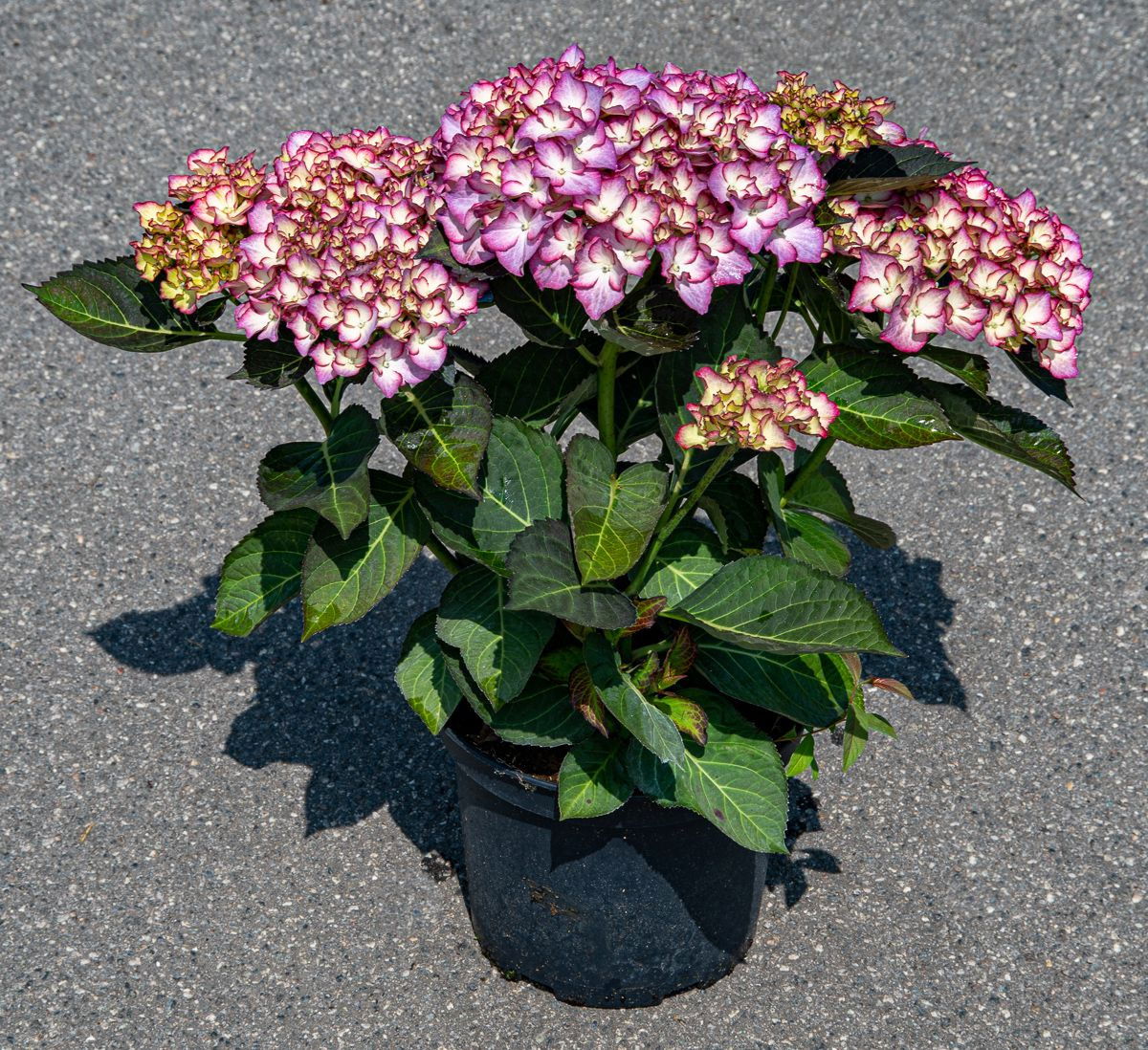 Bauernhortensie Adula lila - Hydrangea macrophylla Adula lila günstig ...