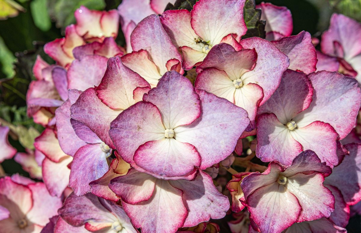 Bauernhortensie Adula lila - Hydrangea macrophylla Adula lila günstig ...