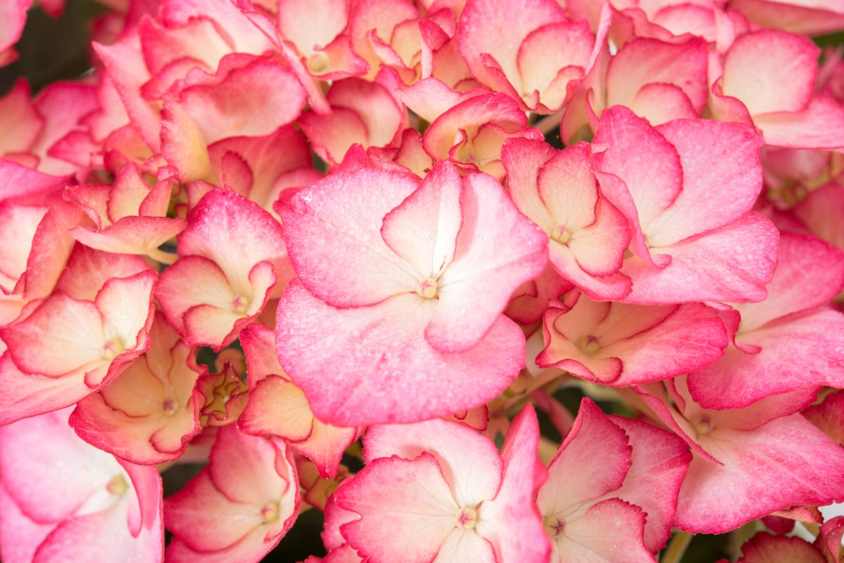 Bauernhortensie Adula lila - Hydrangea macrophylla Adula lila günstig ...