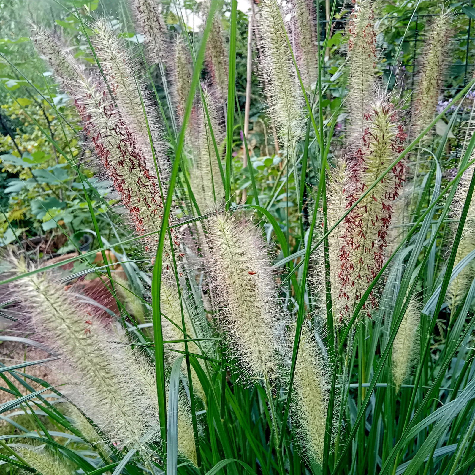 Federborstengras Peppa Pig - Pennisetum alopecuroides Peppa Pig günstig ...