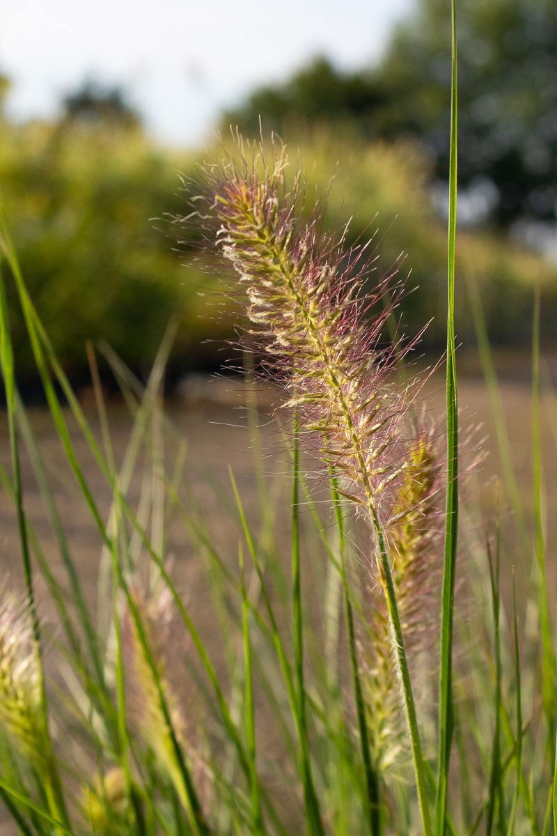 Federborstengras Peppa Pig - Pennisetum alopecuroides Peppa Pig günstig ...