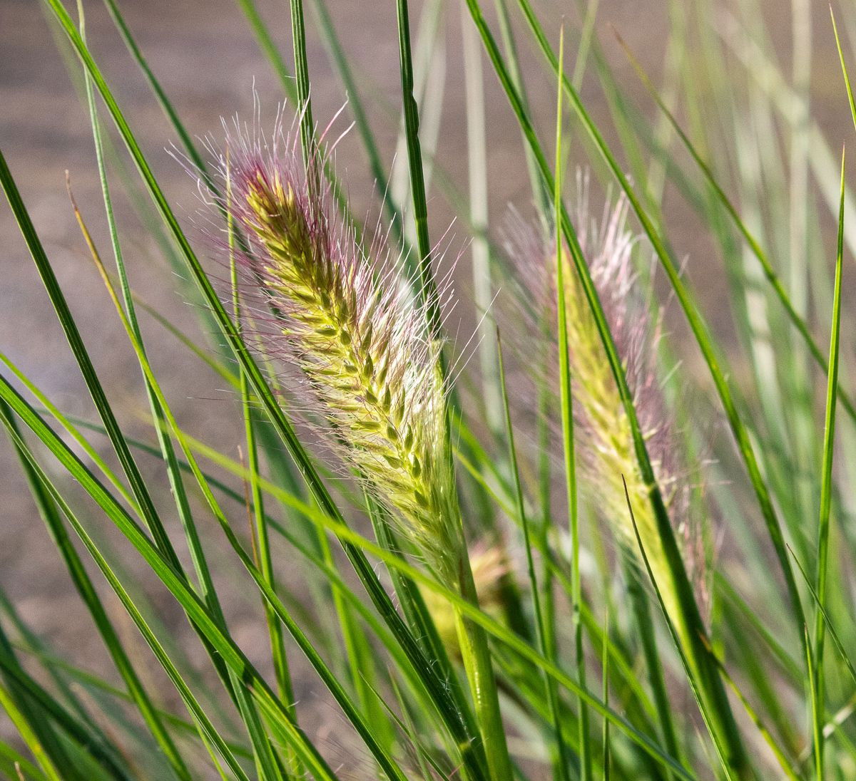 Federborstengras Peppa Pig - Pennisetum alopecuroides Peppa Pig günstig ...