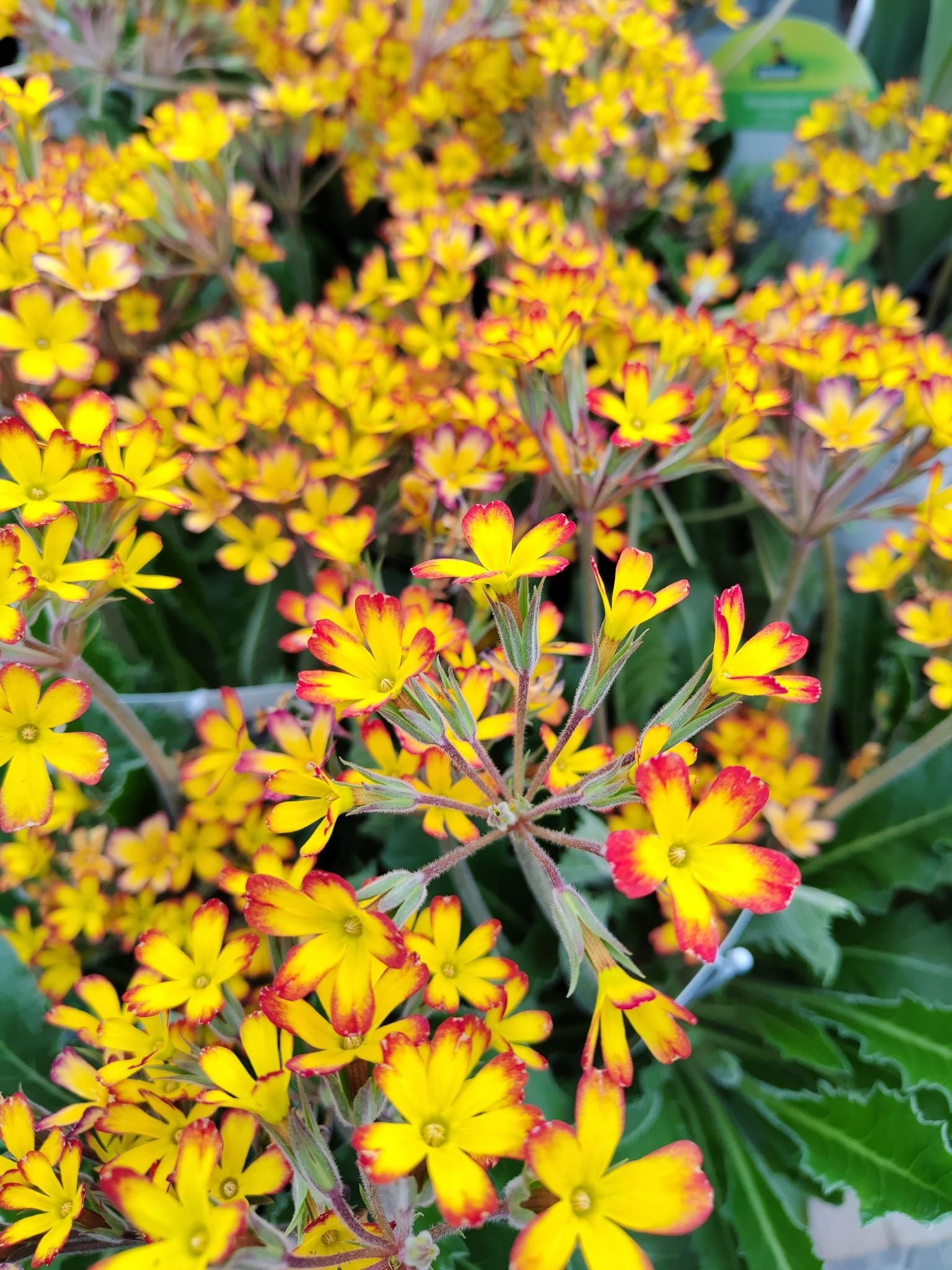 Stängellose Schlüsselblume Yellow Picotee - Primula Oakleaf Yellow ...