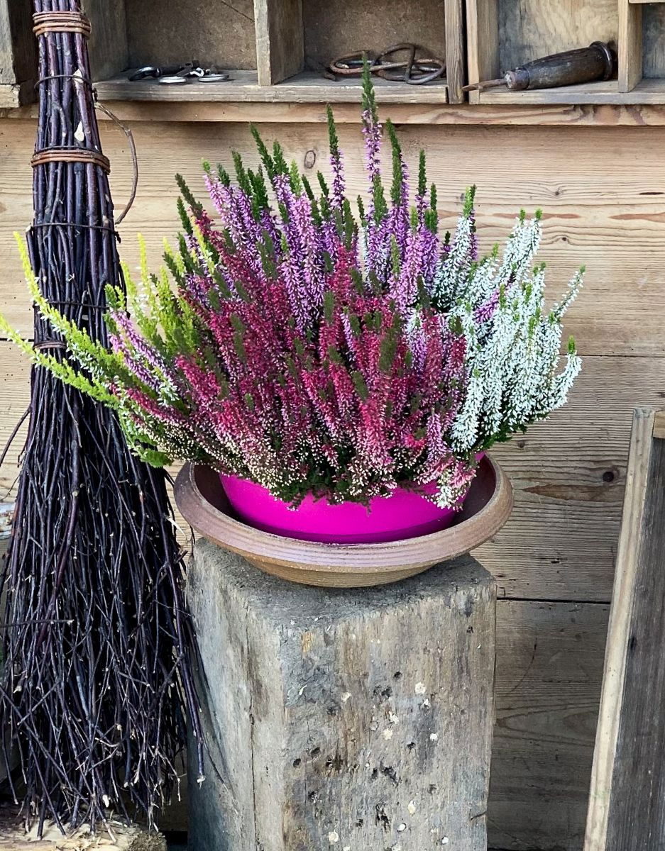 Calluna - Knospenheide Trio Girls - Calluna vulgaris Trio-Girls günstig ...