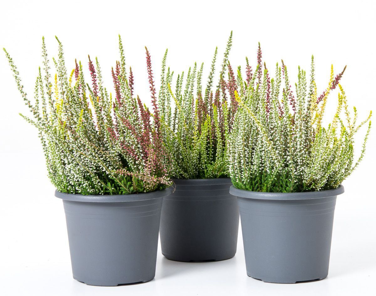 Calluna - Knospenheide Trio Girls - Calluna vulgaris Trio Girls günstig ...