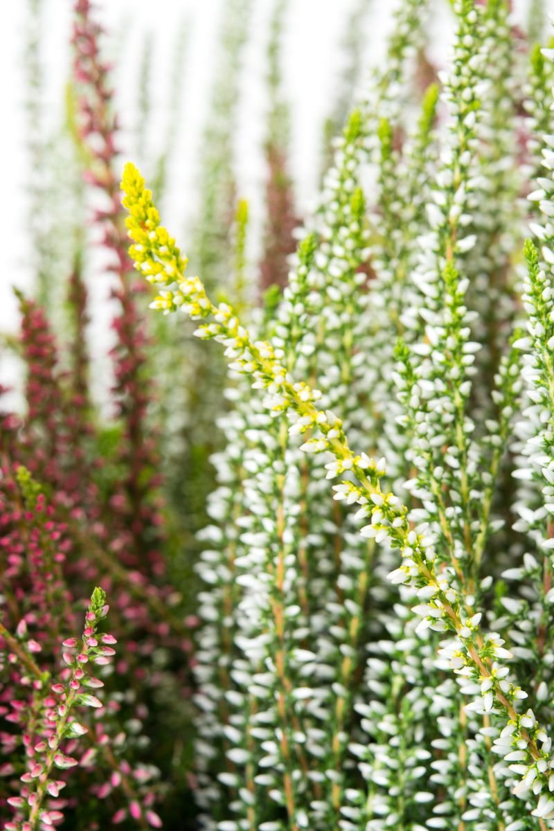 Calluna - Knospenheide Trio Girls - Calluna vulgaris Trio-Girls günstig ...