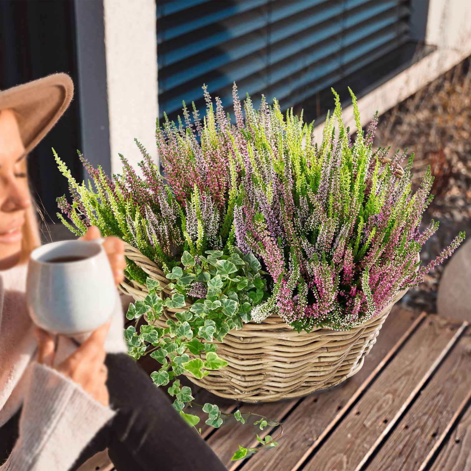 Calluna - Knospenheide Trio Girls - Calluna vulgaris Trio Girls günstig ...