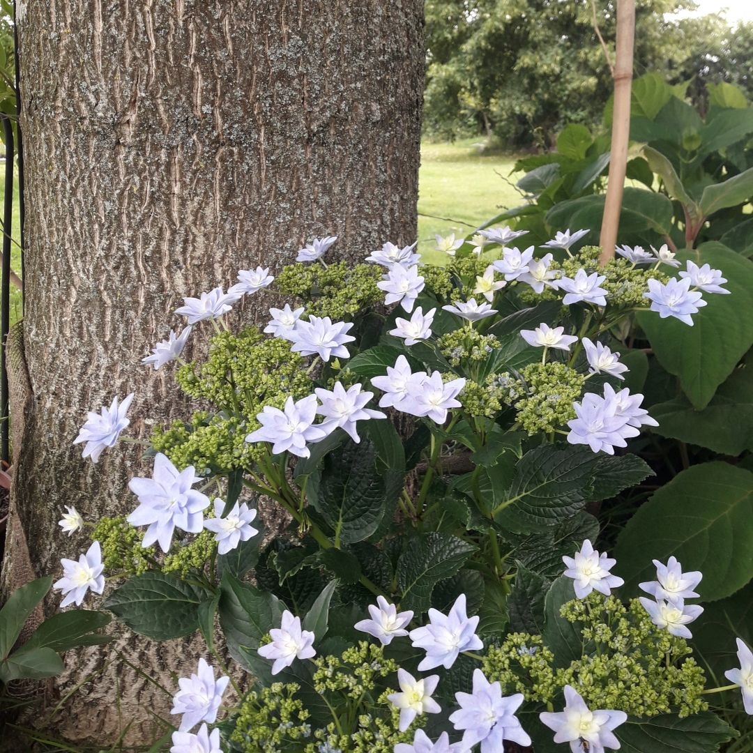Tellerhortensie Fireworks Blue - Hydrangea macrophylla Hovaria ...