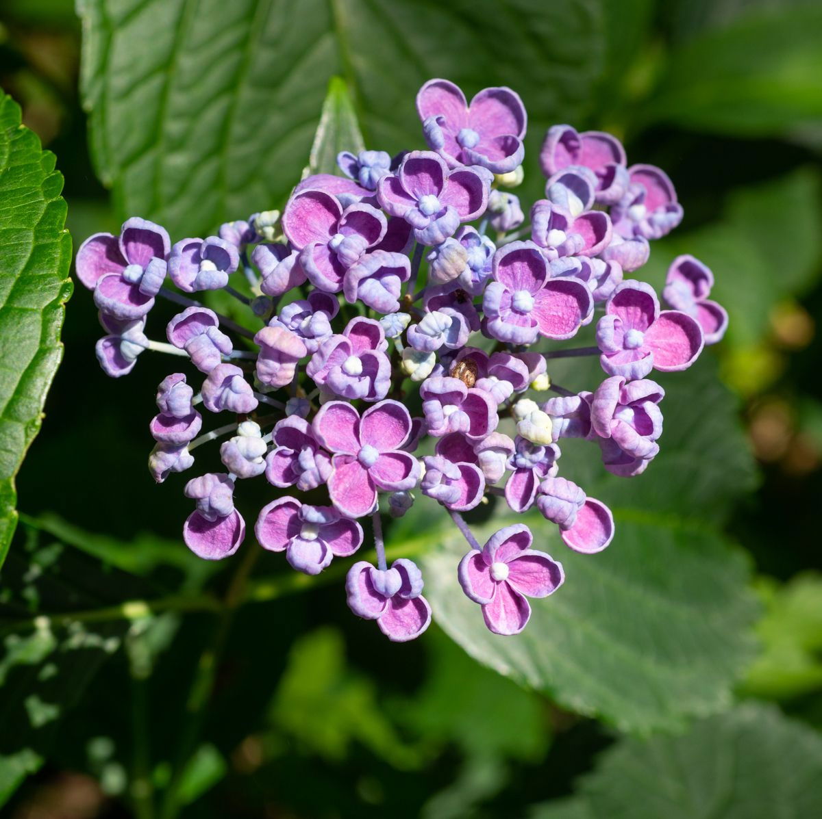 Hortensie Hovaria® Hopcorn - Hydrangea macrophylla Hovaria Hopcorn ...