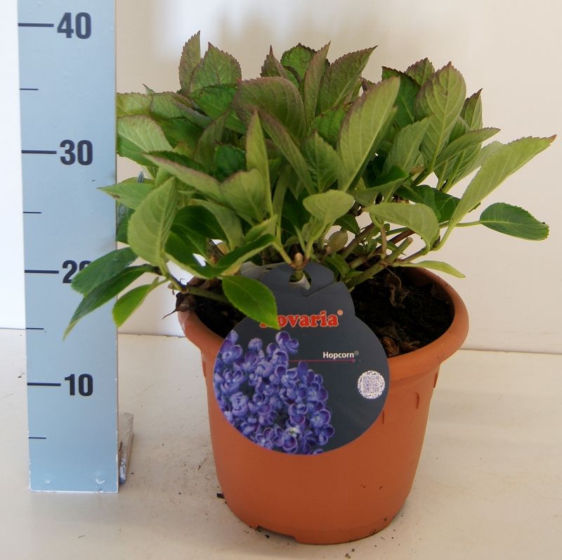 Hortensie Hovaria® Hopcorn - Hydrangea macrophylla Hovaria Hopcorn ...
