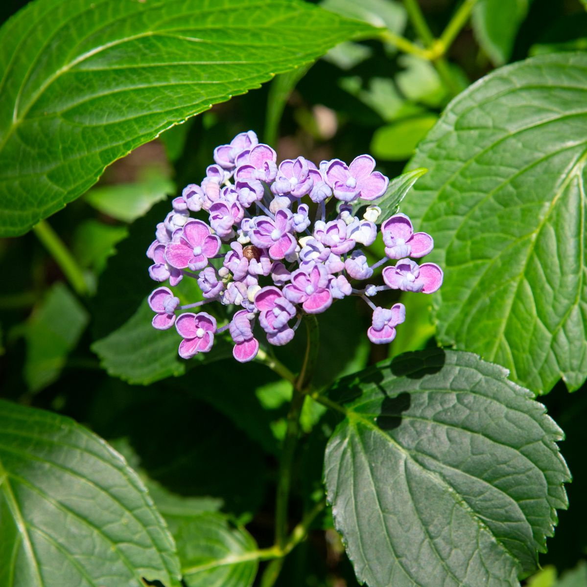 Hortensie Hovaria® Hopcorn - Hydrangea macrophylla Hovaria Hopcorn ...