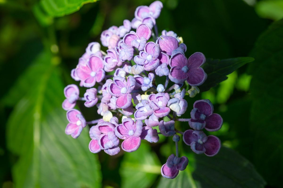 Hortensie Hovaria® Hopcorn - Hydrangea macrophylla Hovaria Hopcorn ...