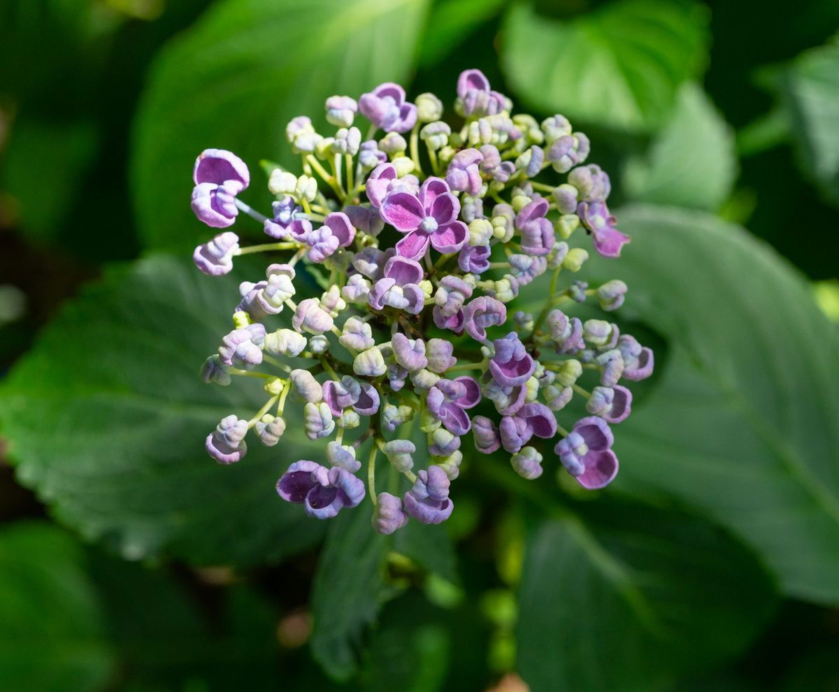 Hortensie Hovaria® Hopcorn - Hydrangea macrophylla Hovaria Hopcorn ...