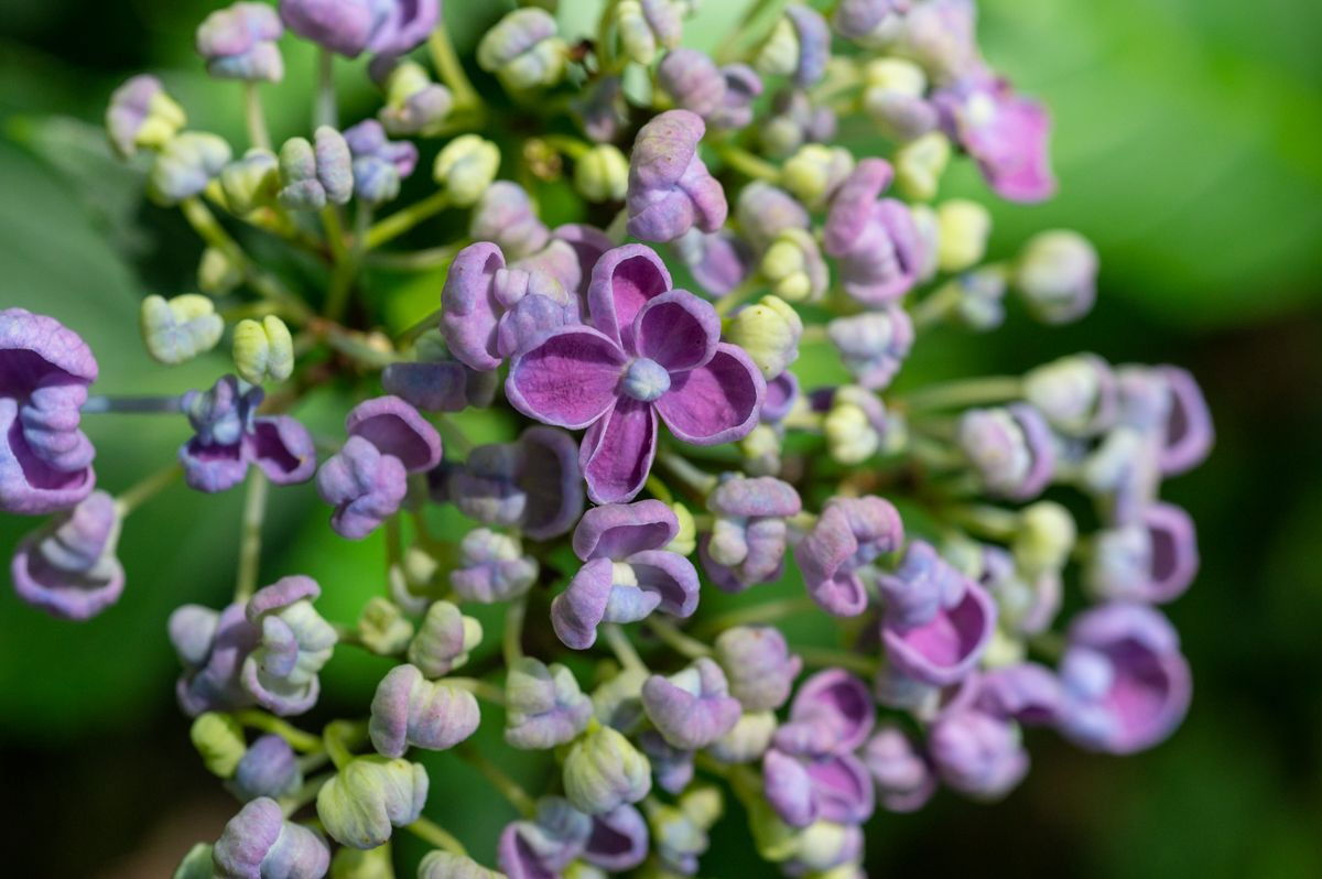Hortensie Hovaria® Hopcorn - Hydrangea macrophylla Hovaria Hopcorn ...