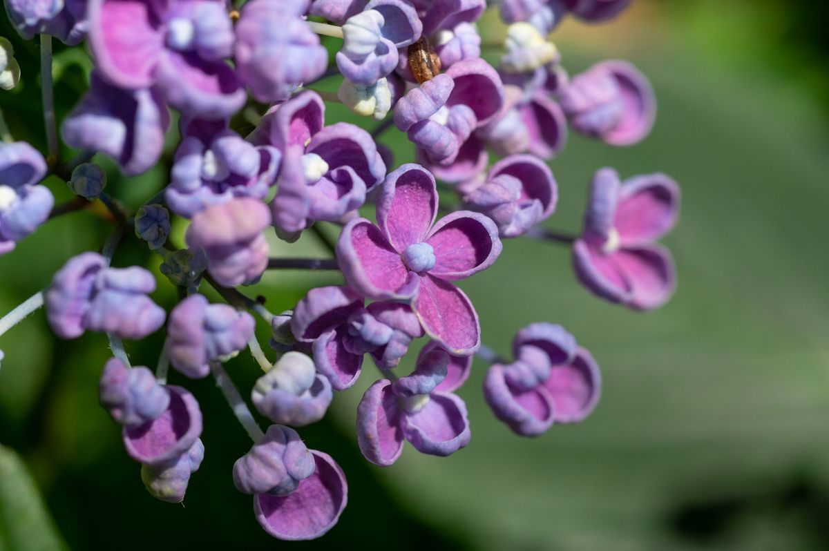 Hortensie Hovaria® Hopcorn - Hydrangea macrophylla Hovaria Hopcorn ...