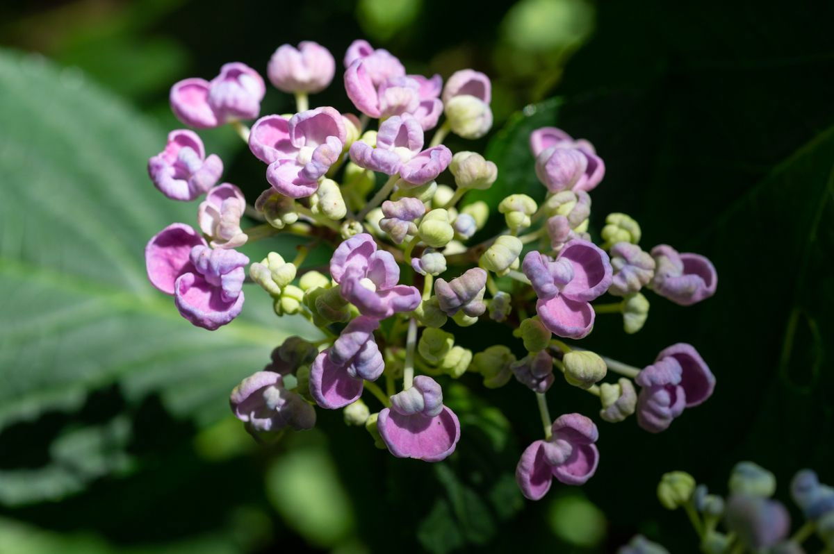 Hortensie Hovaria® Hopcorn - Hydrangea macrophylla Hovaria Hopcorn ...