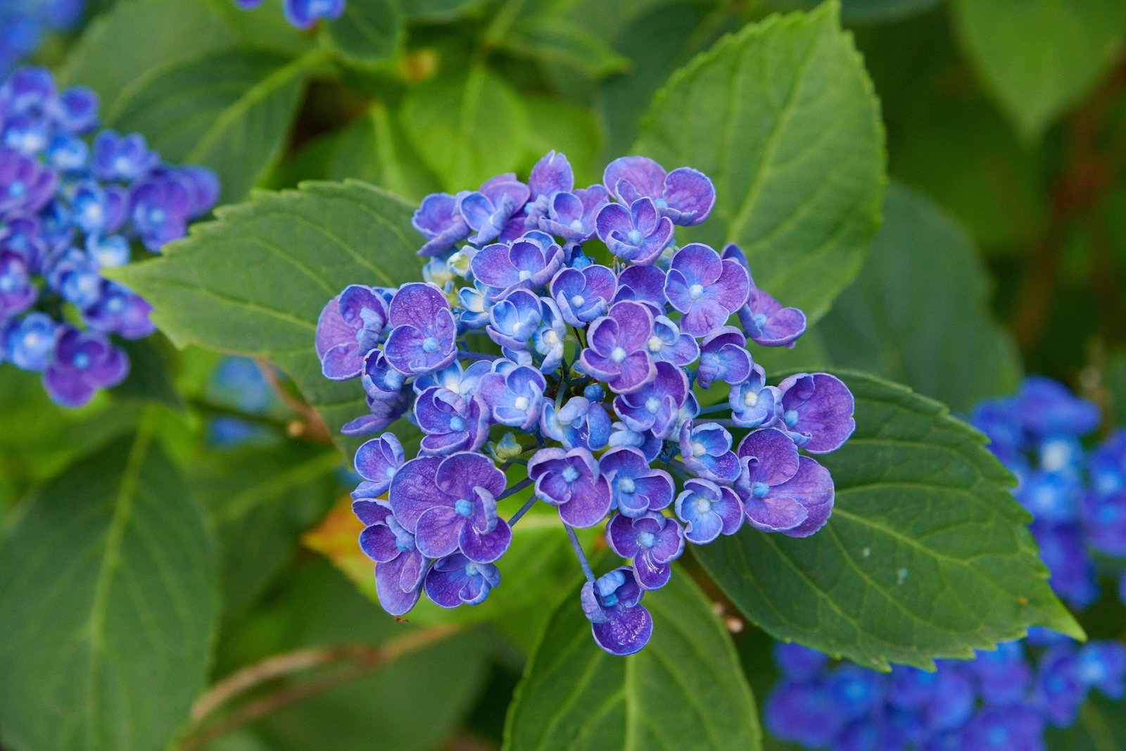 Hortensie Hovaria® Hopcorn - Hydrangea macrophylla Hovaria Hopcorn ...