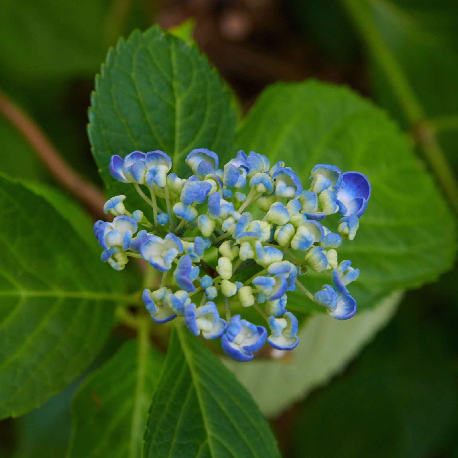 Hortensie Hovaria® Hopcorn - Hydrangea macrophylla Hovaria Hopcorn ...