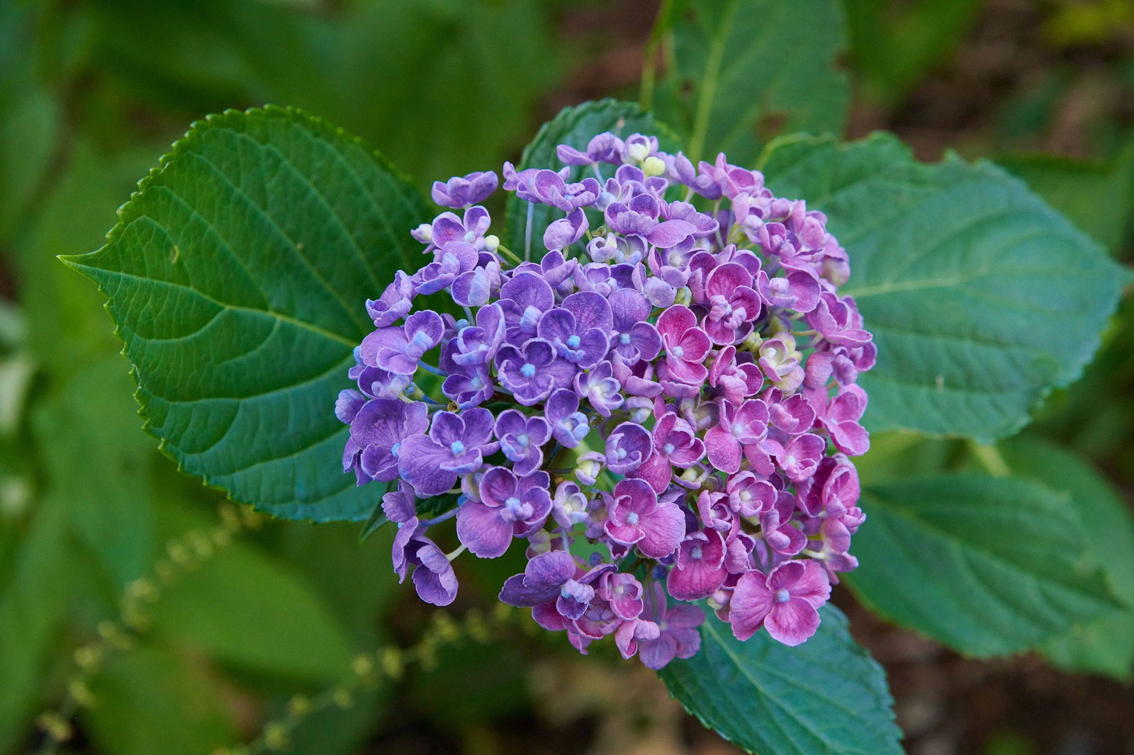 Hortensie Hovaria® Hopcorn - Hydrangea macrophylla Hovaria Hopcorn ...