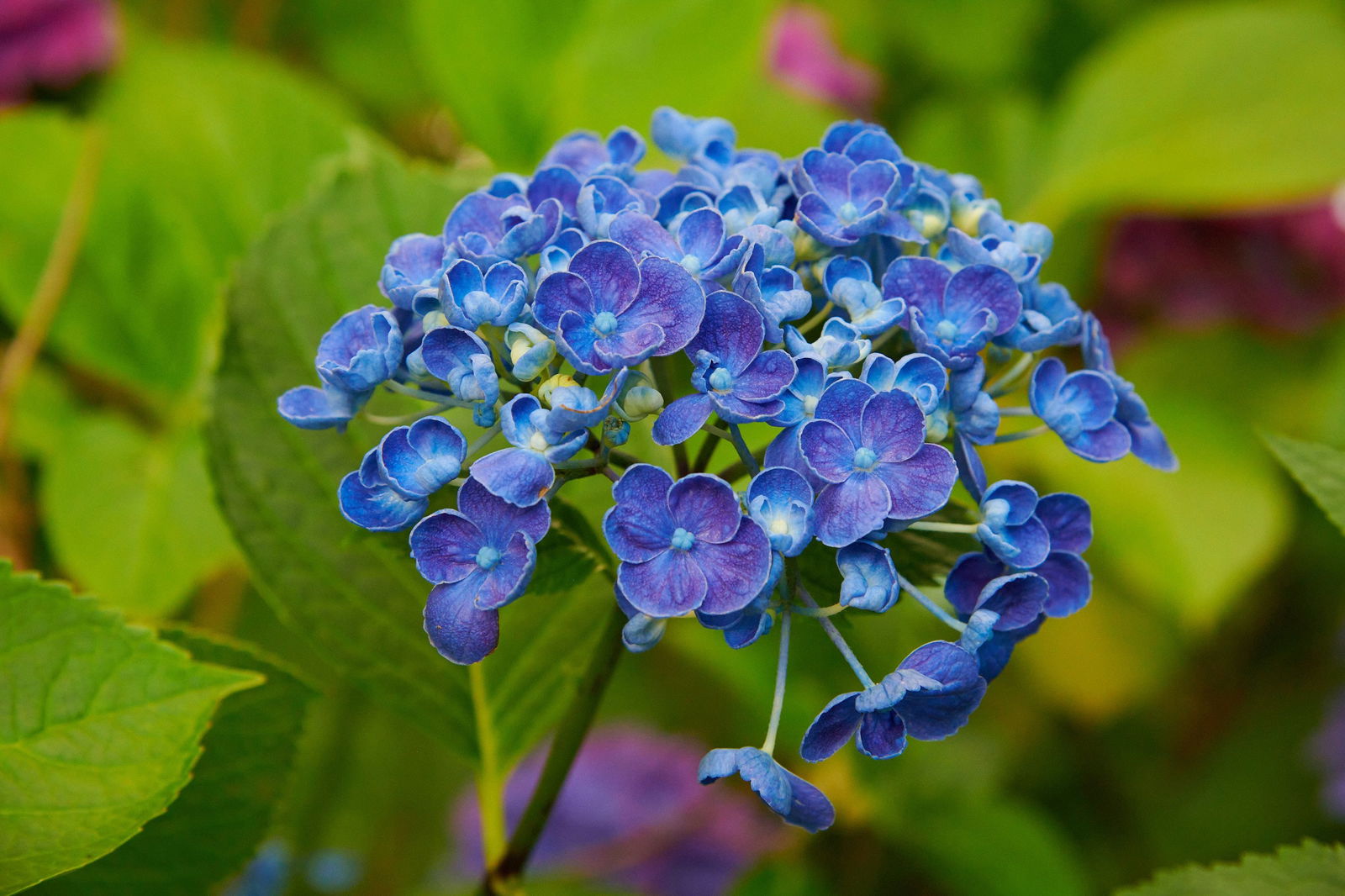 Hortensie Hovaria® Hopcorn - Hydrangea macrophylla Hovaria Hopcorn ...