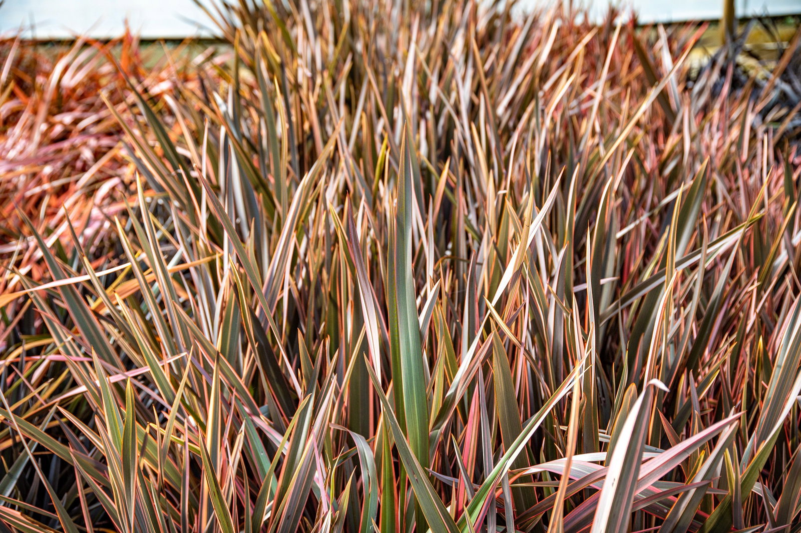 Neuseelandflachs Rainbow Queen - Phormium tenax Rainbow Queen günstig ...
