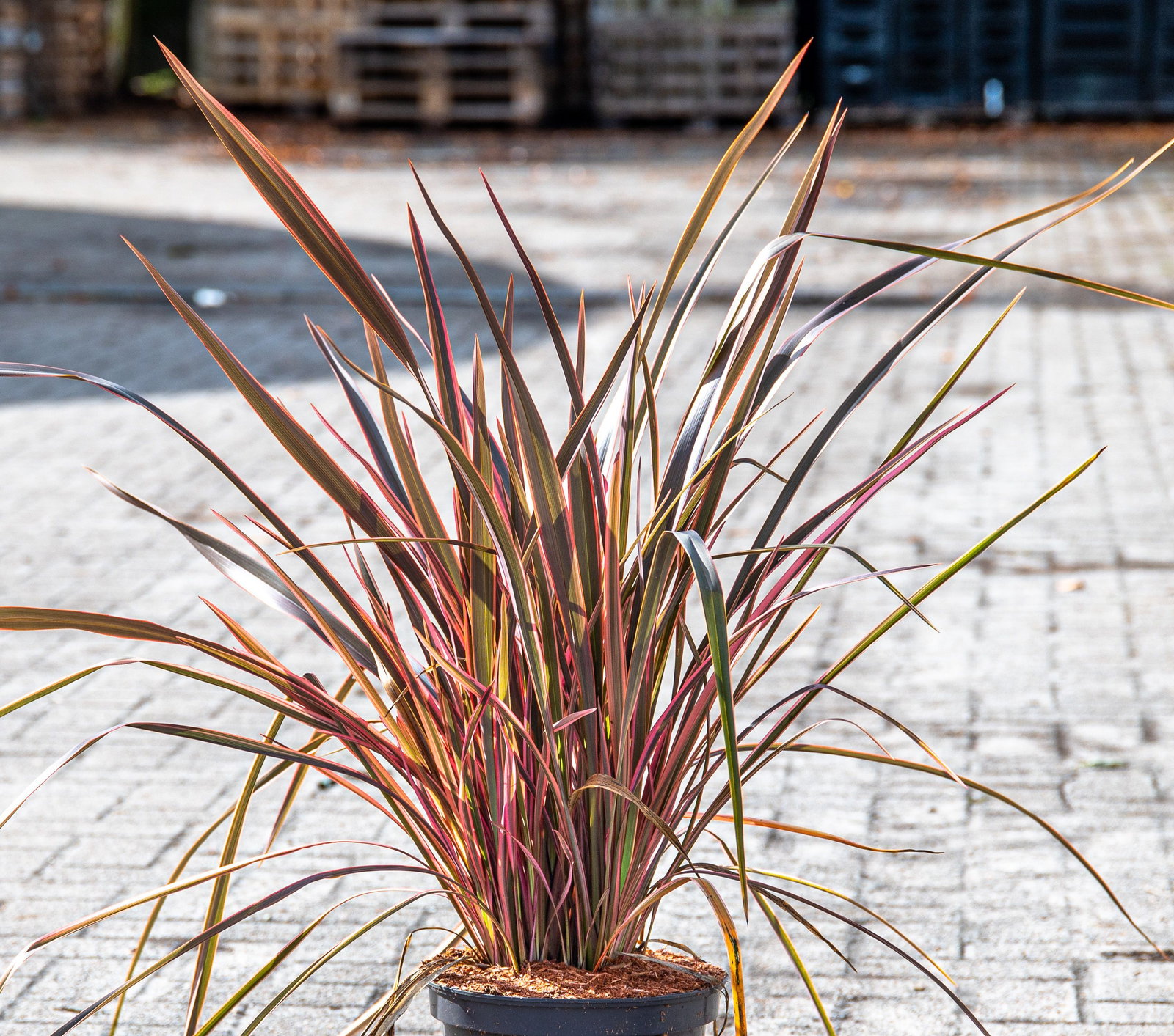 Neuseelandflachs Rainbow Queen - Phormium tenax Rainbow Queen günstig ...