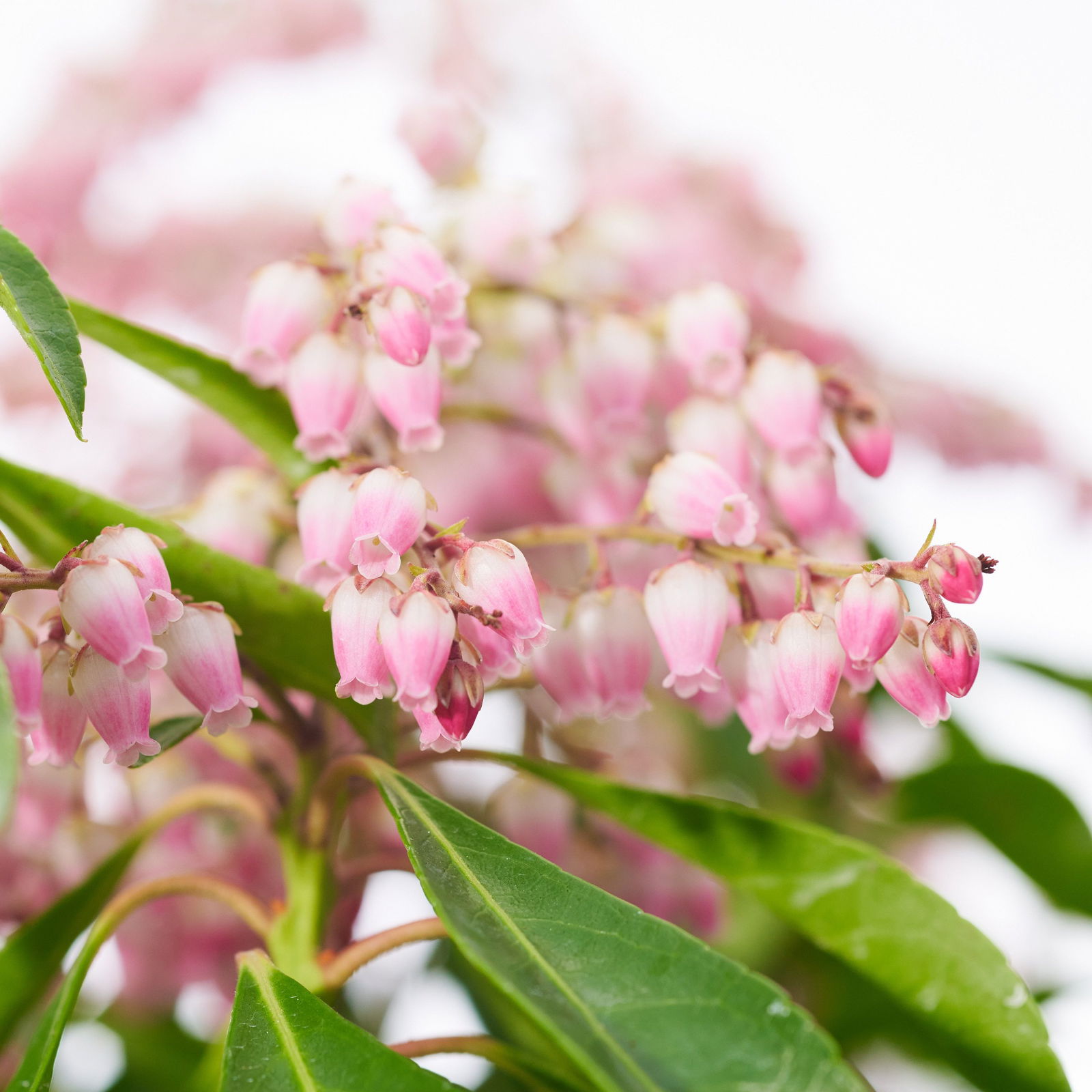 Schattenglöckchen Pink Passion - Pieris japonica Pink Passion günstig ...